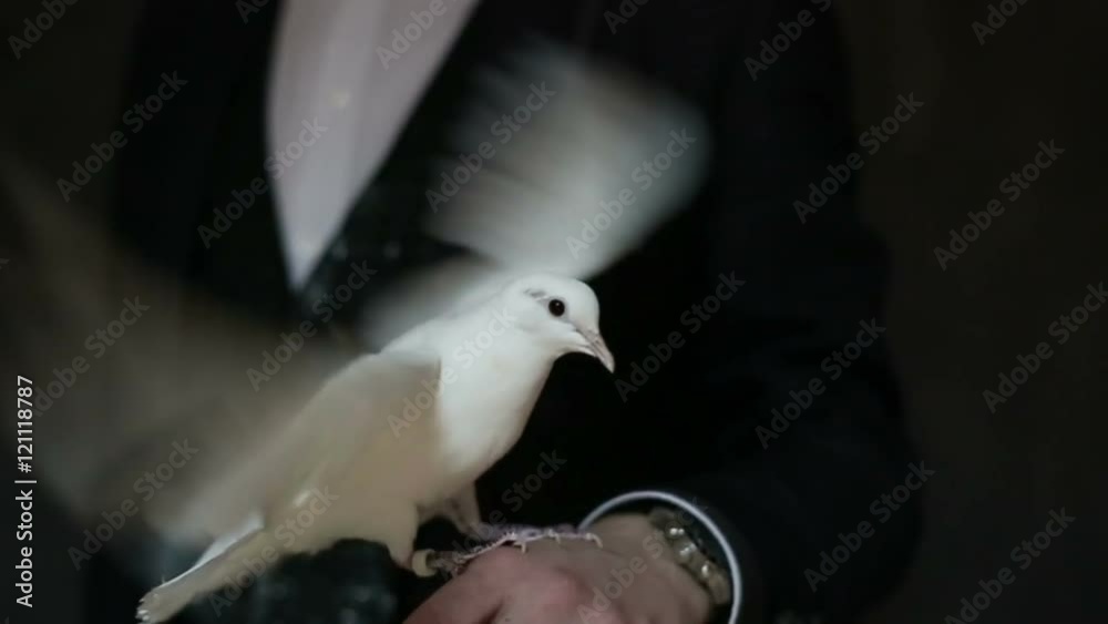 White pigeon sitting on the arm of a man and waving wings. Stock Video ...