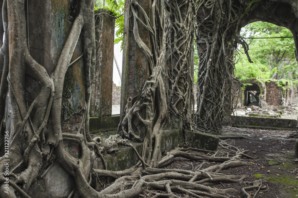 Ruin of abandoned building covered with roots on Ross Island. An Stock ...