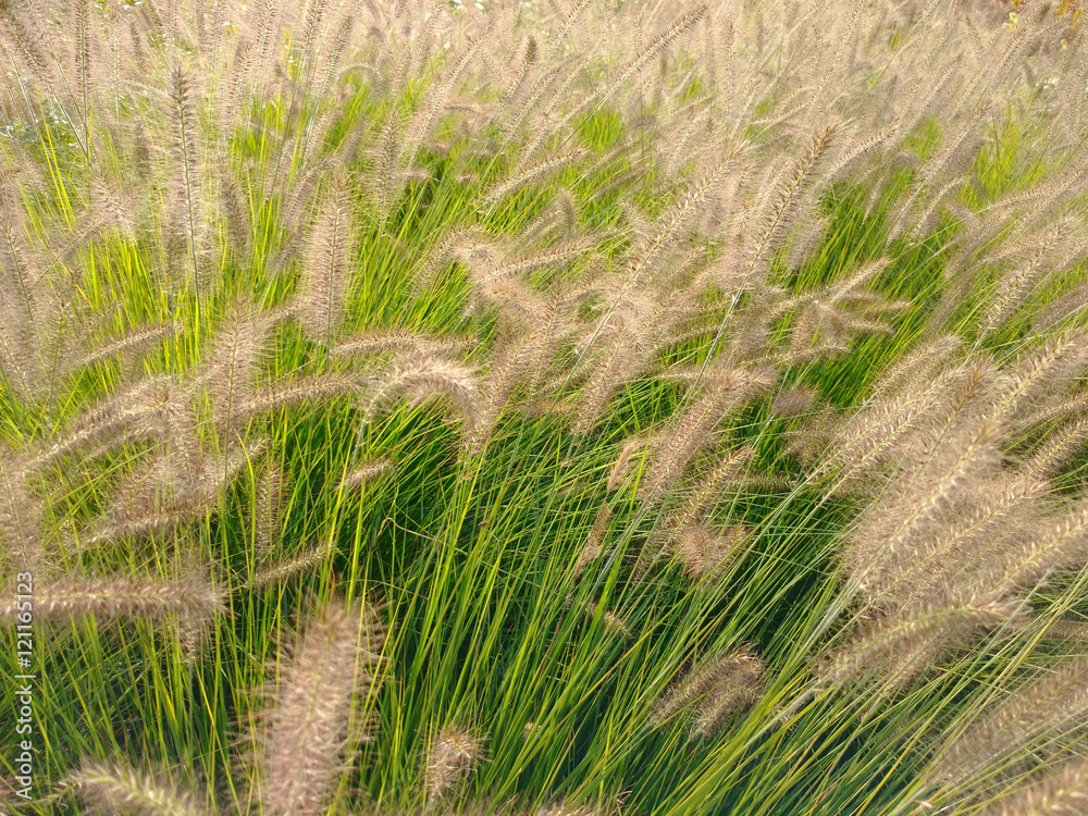 Trawa ozdobna puszysta Stock Photo | Adobe Stock