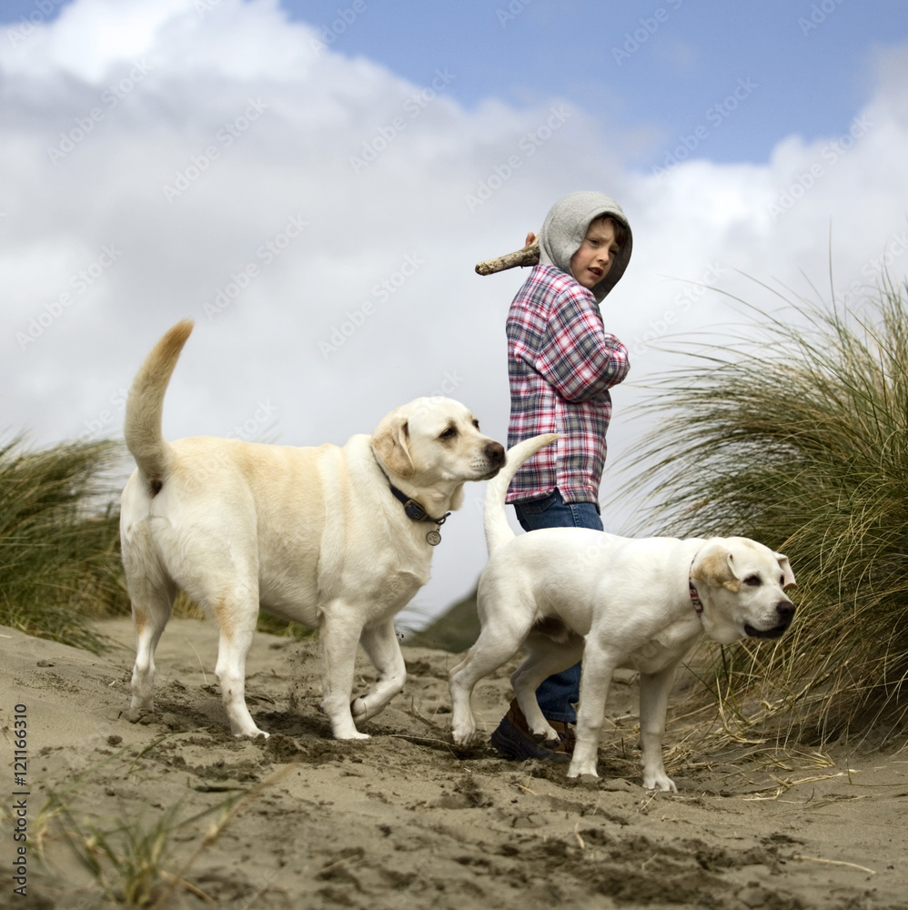 Side view of a boy strolling on a beach with his dogs. Stock Photo ...