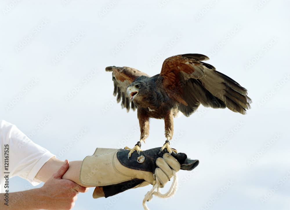 Bird of prey perched on a falconers gloved hand with its wings spread ...