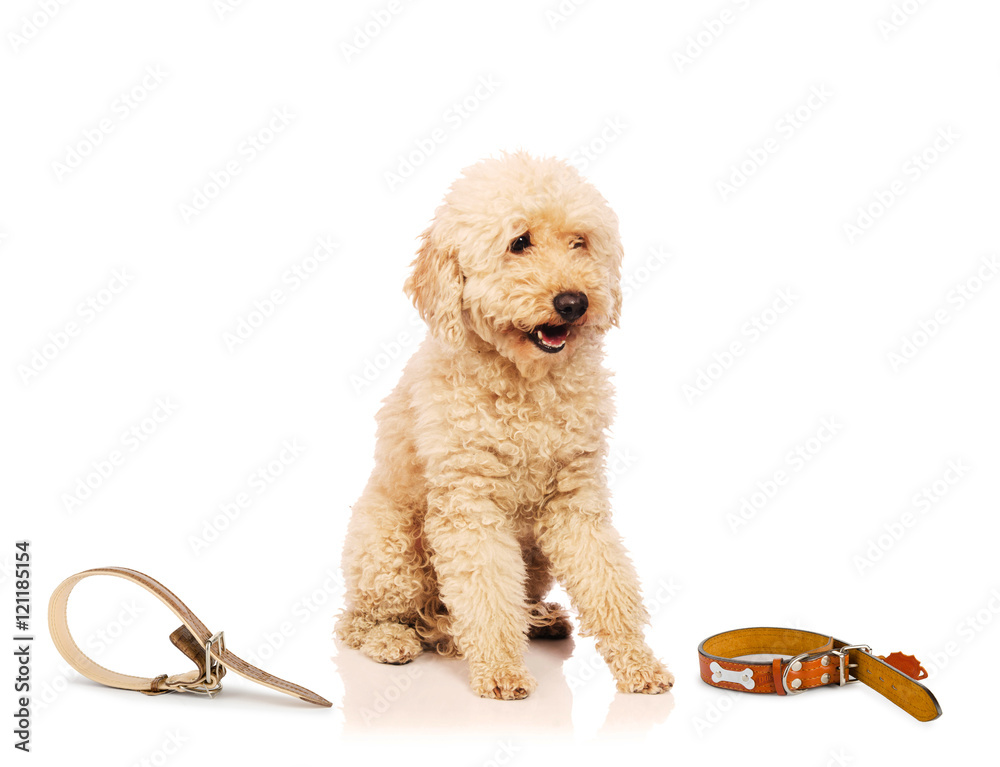 Nice poodle dog isolated on white Stock Photo | Adobe Stock
