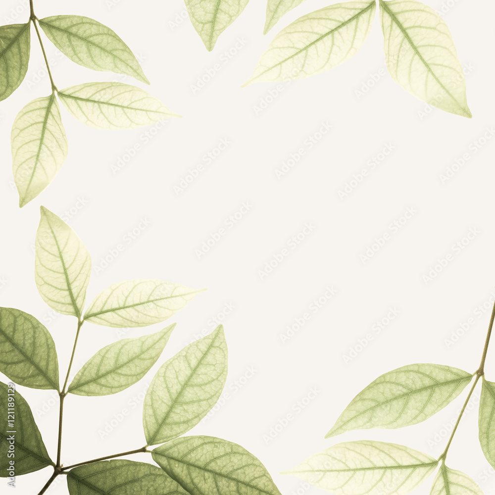 classic color leaves on mulberry paper texture for natural concept ...