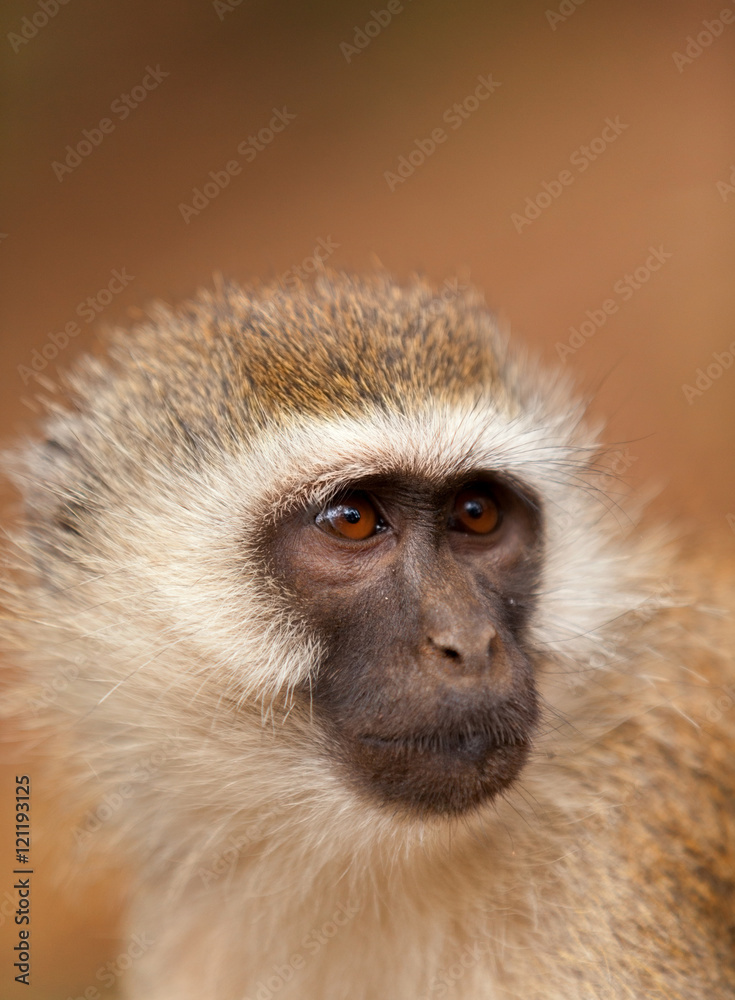 Poster Black face monkey (vervet monkey) in Amboseli, Kenya. Vertical s ...