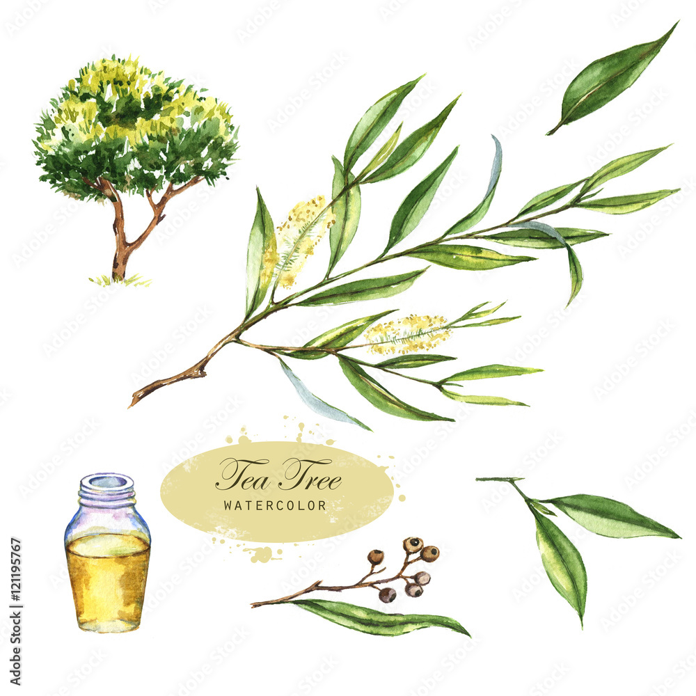 Tea Plant Drawing