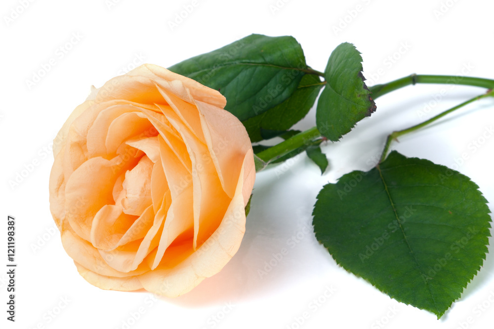 Peach rose with leaves isolated on white background Stock Photo | Adobe ...
