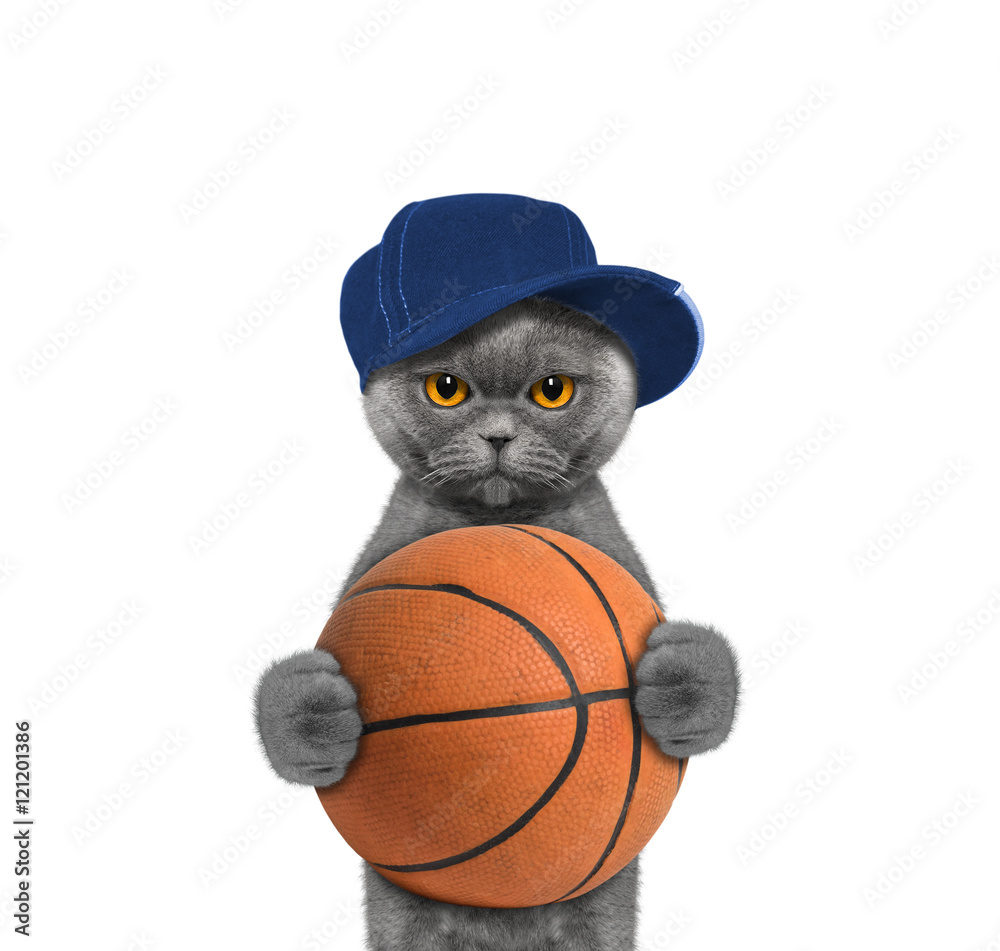 Cute cat in cap holding a ball Stock Photo | Adobe Stock