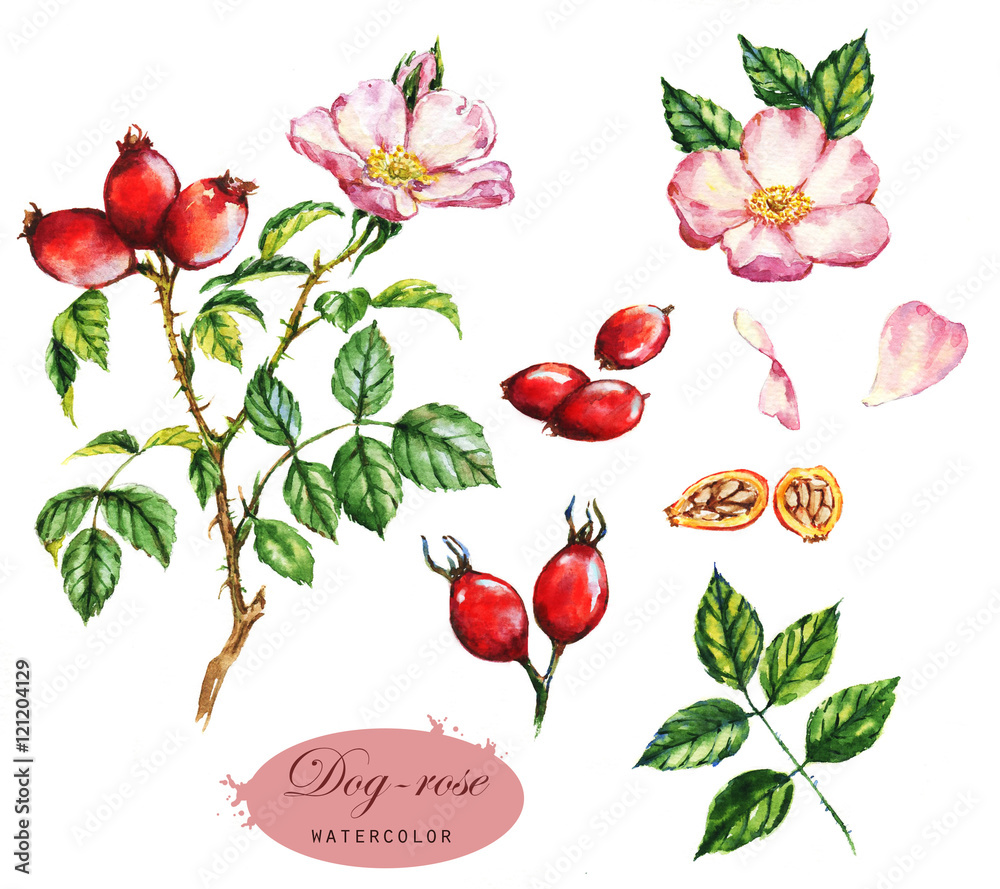 Hand-drawn watercolor illustration of the dog-rose. Botanical drawing ...