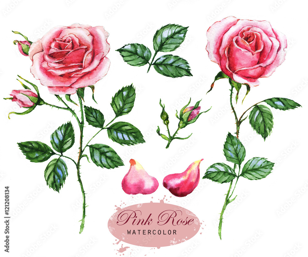 Hand-drawn watercolor illustration of the pink roses. Botanical drawing ...