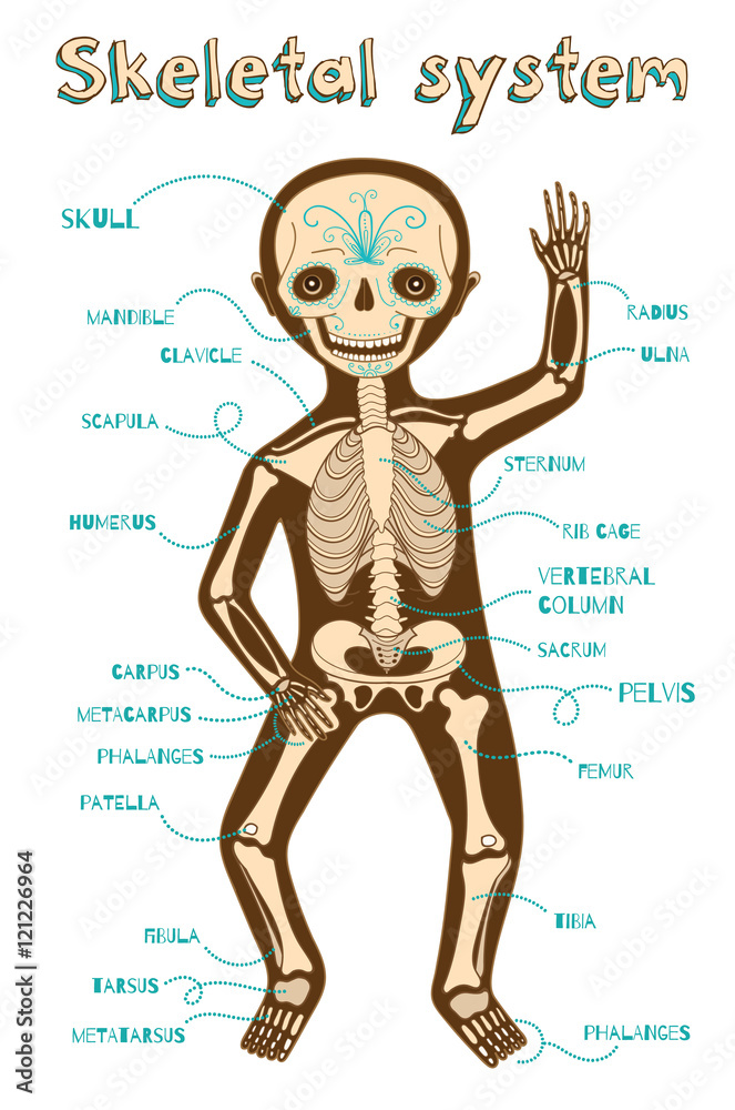 Poster vector cartoon illustration of human skeletal system for kids ...