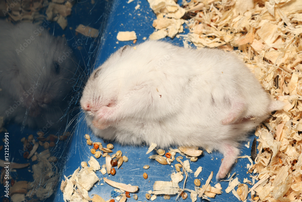 Winter White Russian Dwarf Hamster