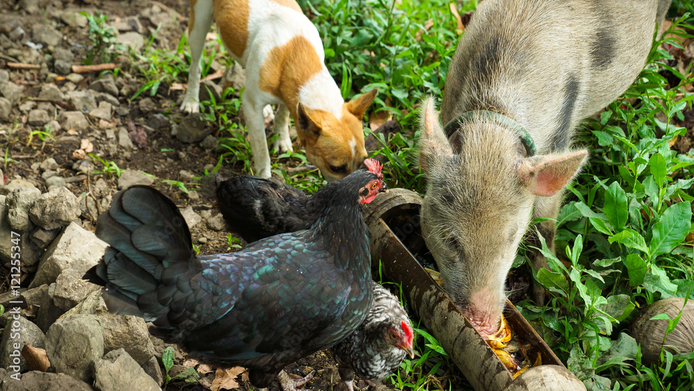 Dog, Rooster, and Pig Eating Feed Together on Filipino Farm - Panay ...