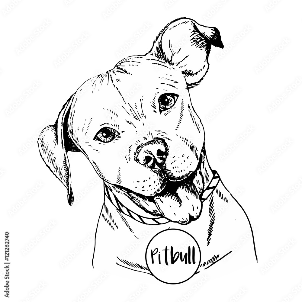 Vector close up portrait of english pitbull. Hand drawn domestic pet ...