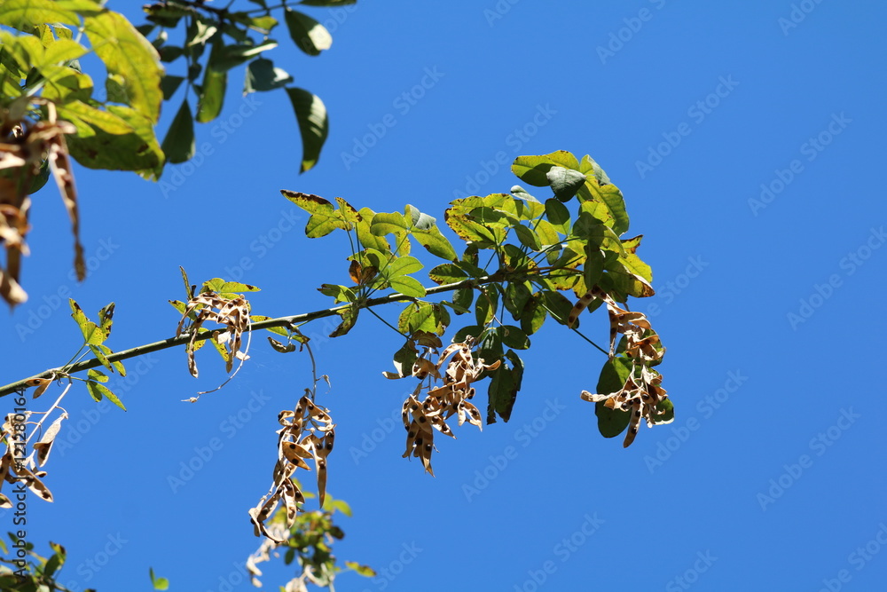 Robinia pseudoacacia, ordinary (Robinia pseudoacacia) - a fast-growing ...