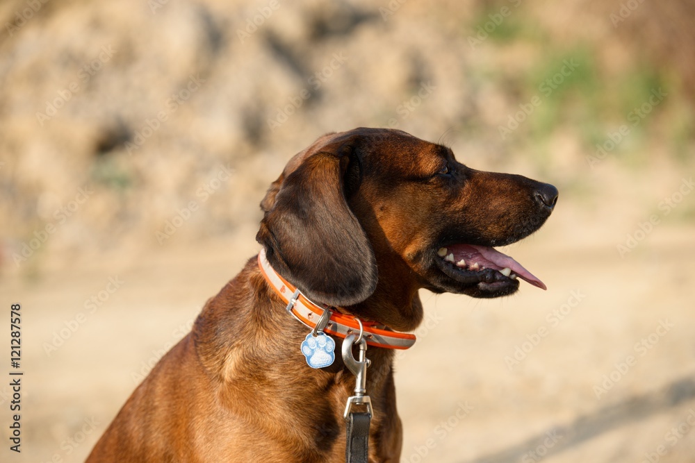 Bayerischer Gebirgsschweisshund (BGS) Stock Photo | Adobe Stock