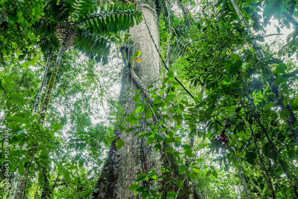 Giant Kapok Tree, Ceiba Pentandra Stock Photo | Adobe Stock