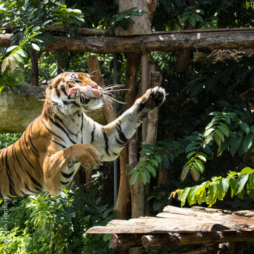 Tiger jump to eat chicken meat Stock Photo | Adobe Stock