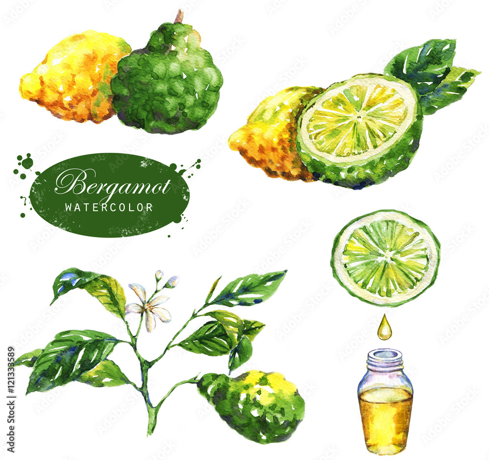 Bergamot Plant Illustration