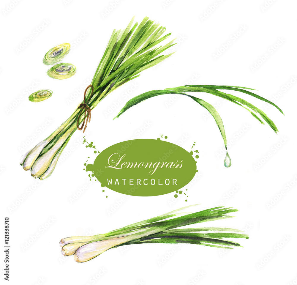 Watercolor hand-drawn lemongrass drawings. Isolated eco natural food ...