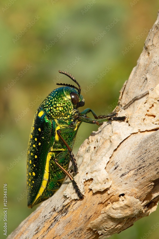 Insect Sternocera sternicornis.green and yellow shiny insect siting on ...