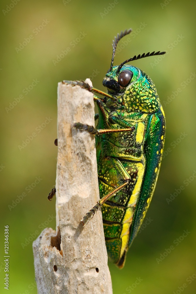 Insect Sternocera sternicornis.green and yellow shiny insect siting on ...