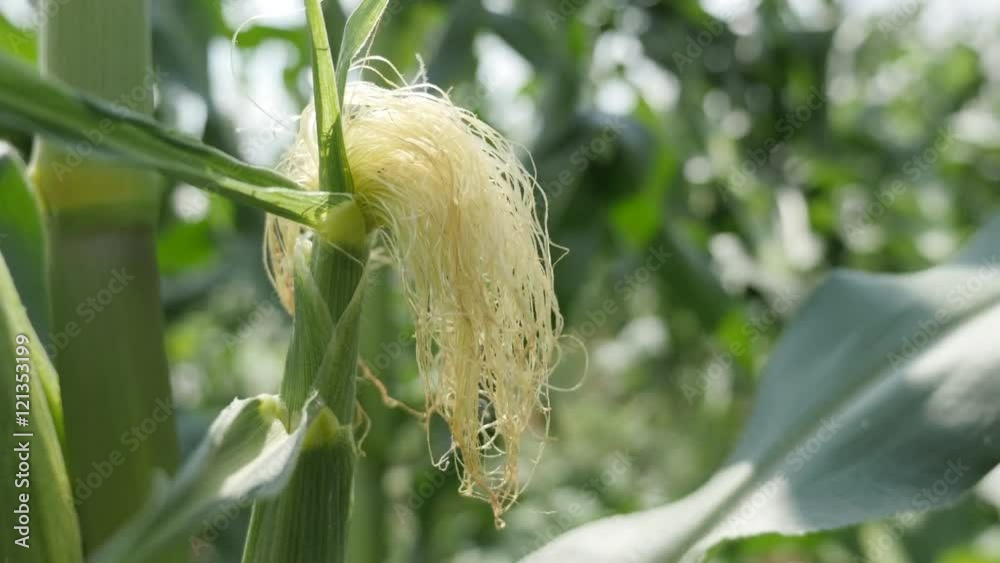 Field of Zea mays green young plants cultivated food background 4K ...