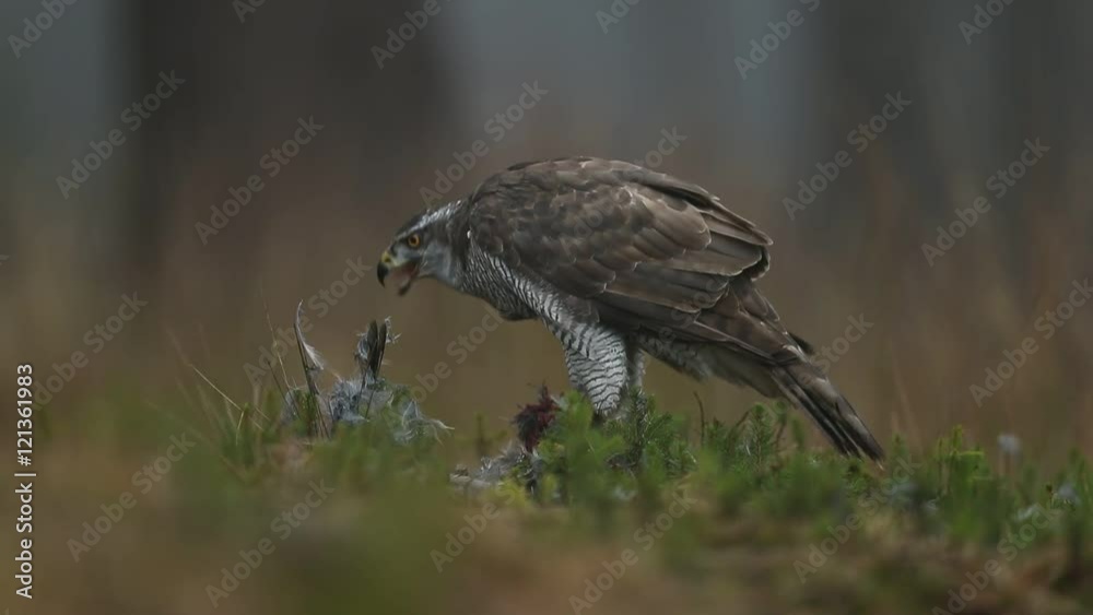 Vídeo do Stock: Wildlife feeding scene from forest with birds of prey ...