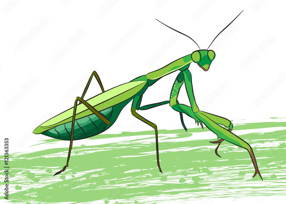 Praying mantis. Funny vector illustration. Stock Vector | Adobe Stock
