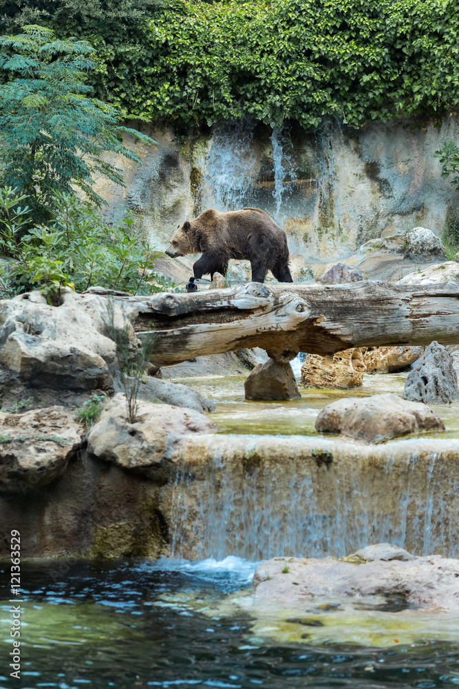 Big Brown Bear. Brown bear walking Stock Photo | Adobe Stock