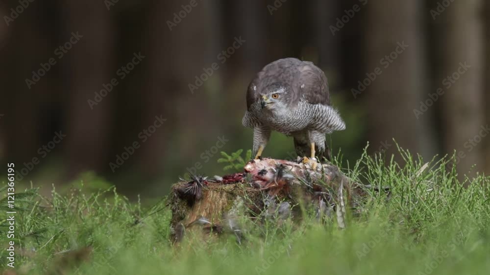 Goshawk kill Common Pheasant on the grass in green forest, bird of prey ...