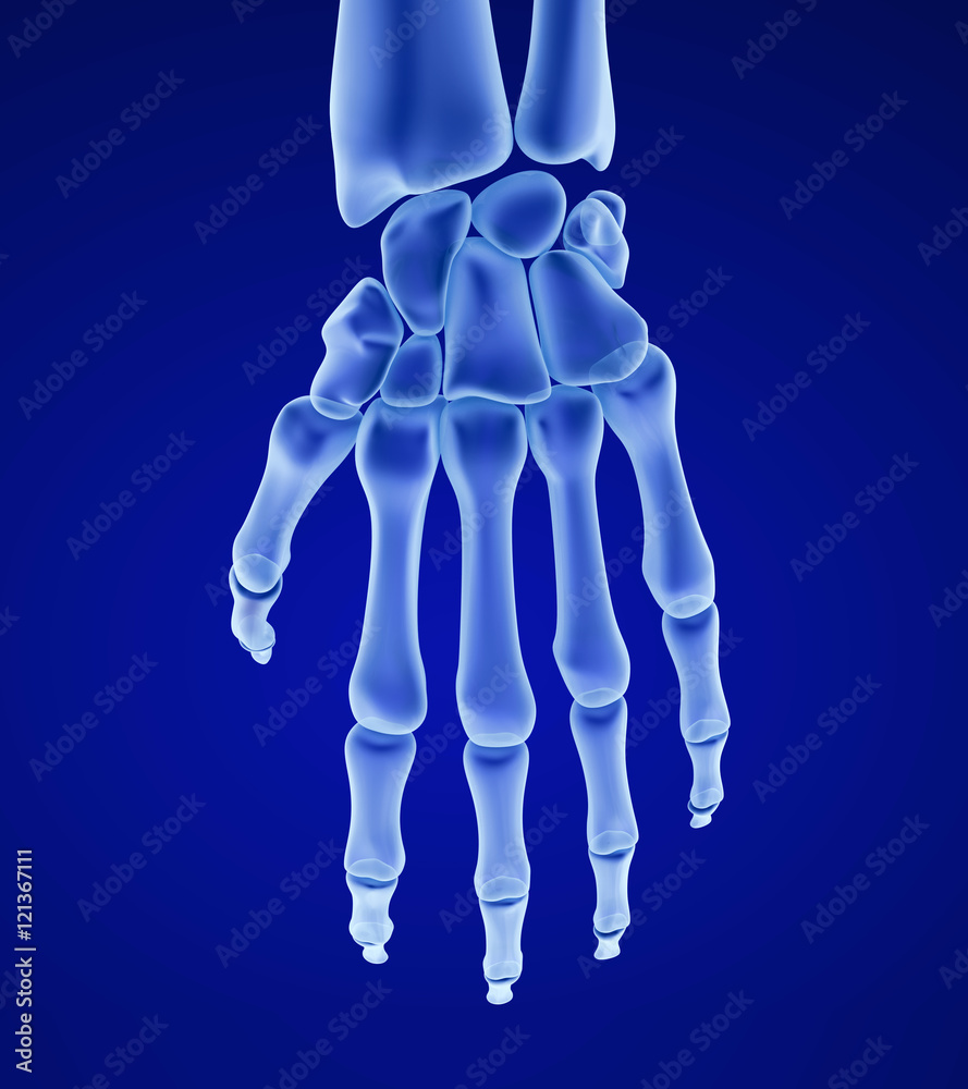 Human wrist anatomy. Xray view. Medically accurate 3D illustration ...