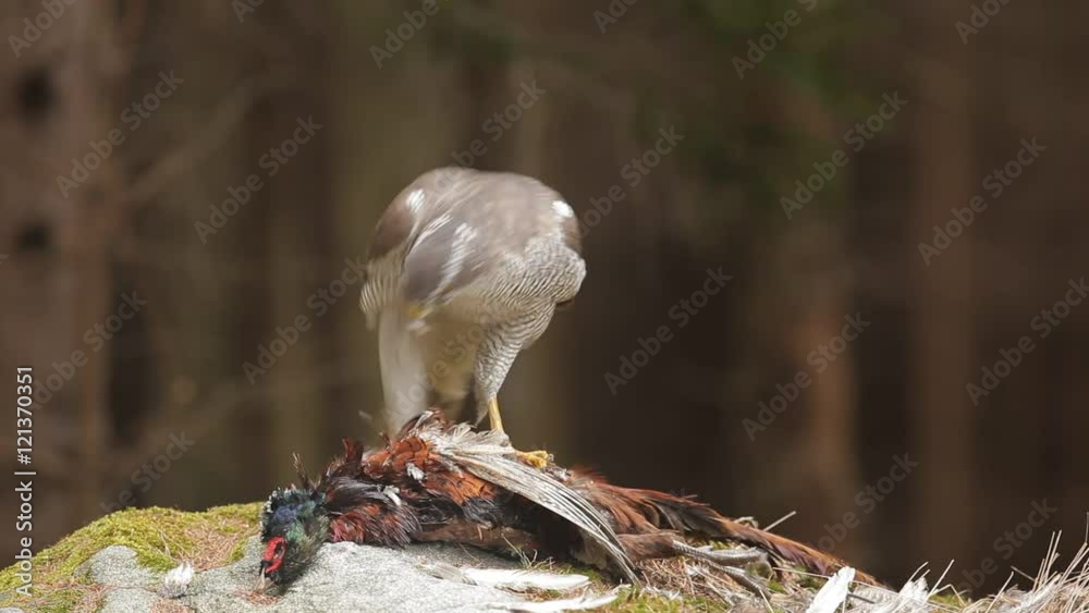Wildlife feeding scene from forest with birds of prey. Goshawk kill ...