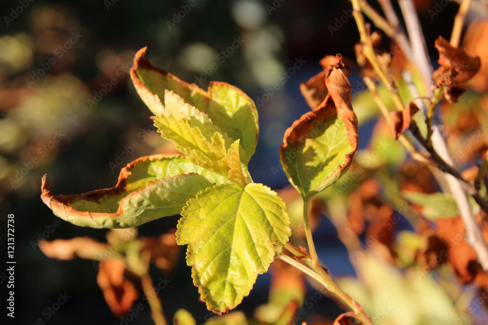 Leaves burn of a cultivar ninebark (Physocarpus opulifolius "Luteus ...