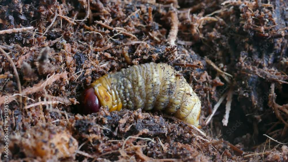 Vidéo Stock pupa of stag beetle in the breeding season,Beetles ...
