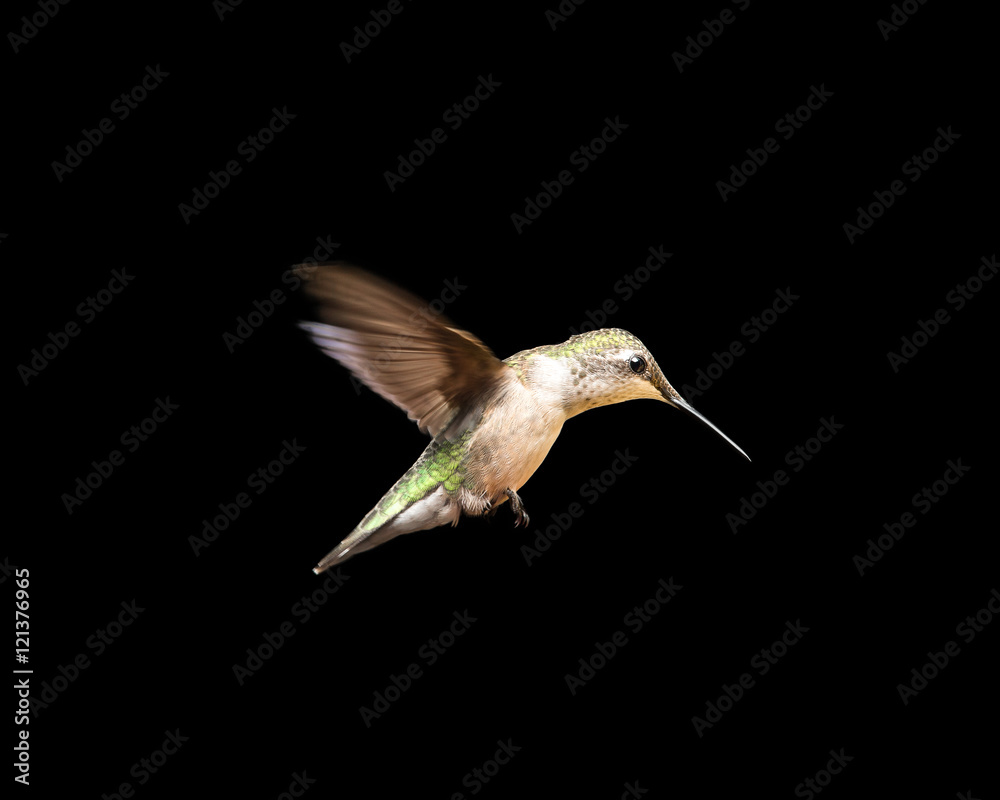 Foto de Hummingbird in Flight Isolated on a Black Background do Stock ...