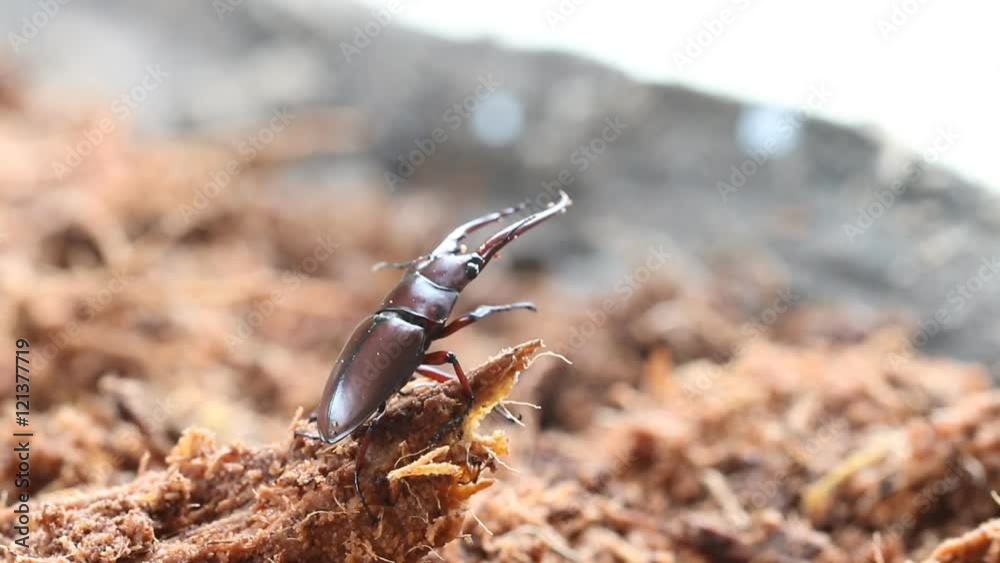 Stag beetle in the breeding season,Beetles ,Prosopocoilus astacoides ...