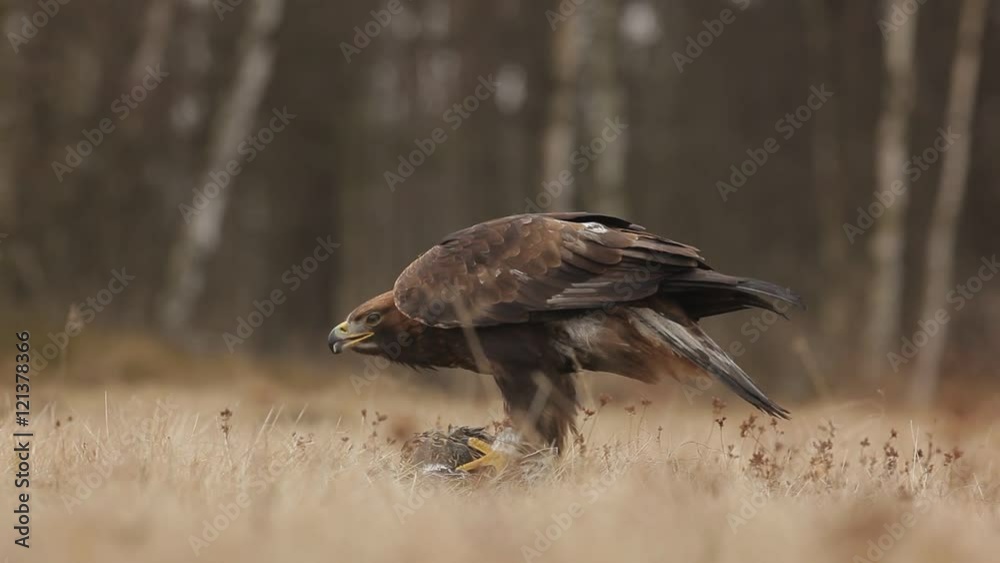 Vidéo Stock Golden Eagle, feeding on kill duck, tail in the bill, in ...