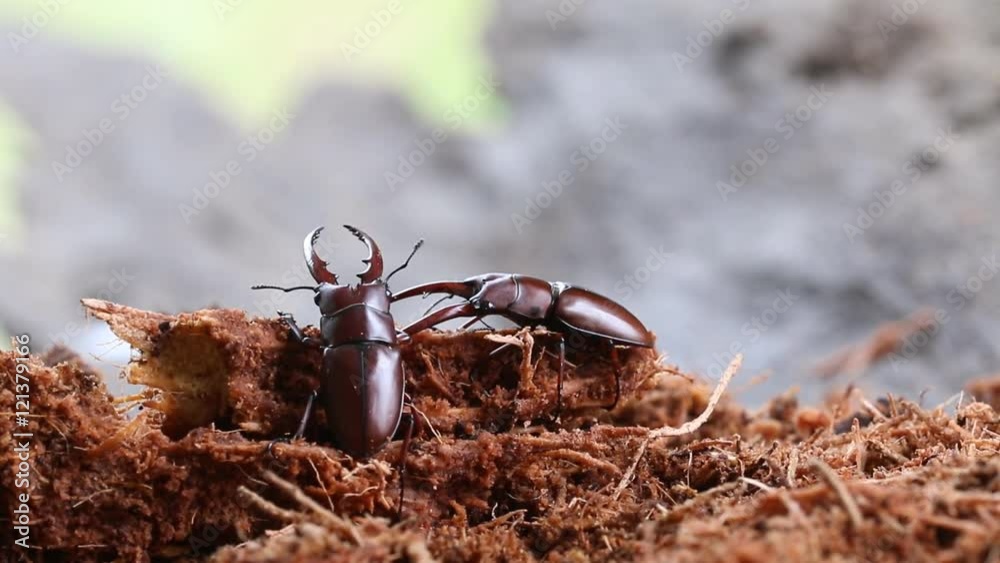 Stag beetle in the breeding season,Beetles ,Prosopocoilus astacoides ...