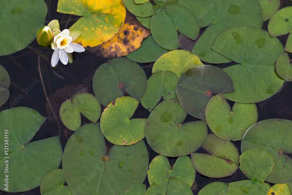 Water lily (Nymphaéa) on the surface of garden pond. Selective Stock ...