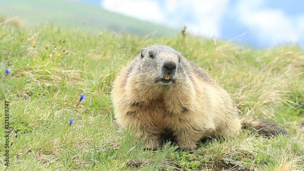 Marmot, Marmota marmota, beautiful animal in the grass with nature rock mountain habitat, Alp ...