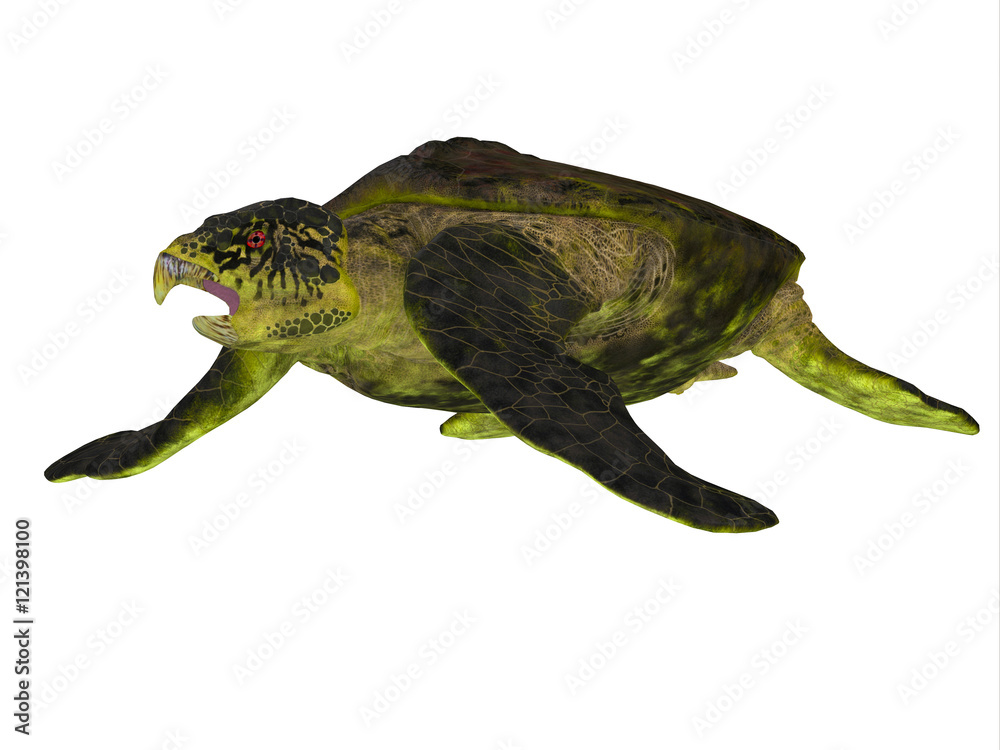 Archelon Turtle Body - Archelon was a giant marine turtle that lived in ...