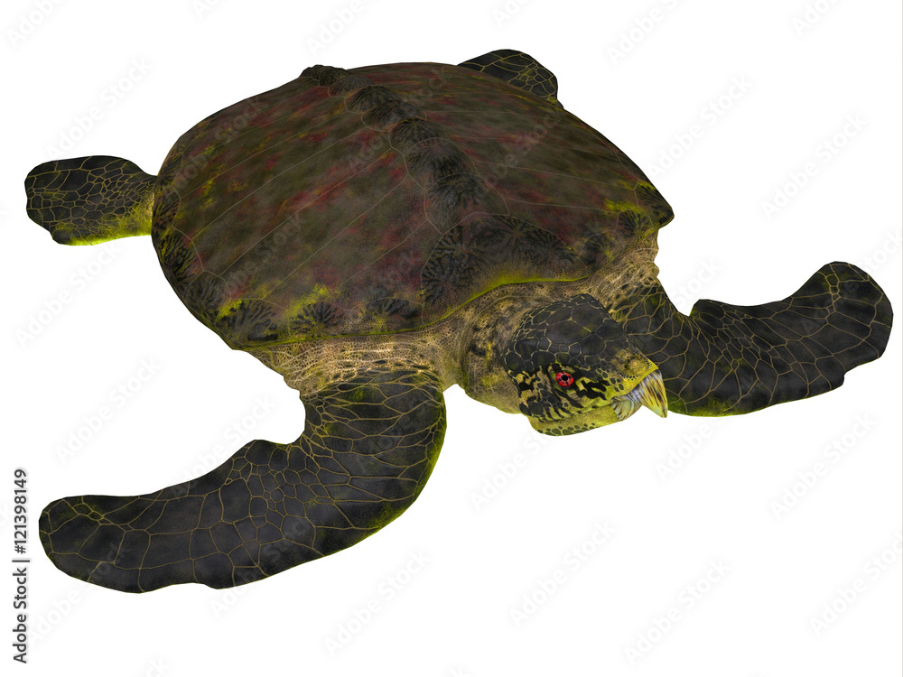 Archelon Turtle on White - Archelon was a giant marine turtle that ...