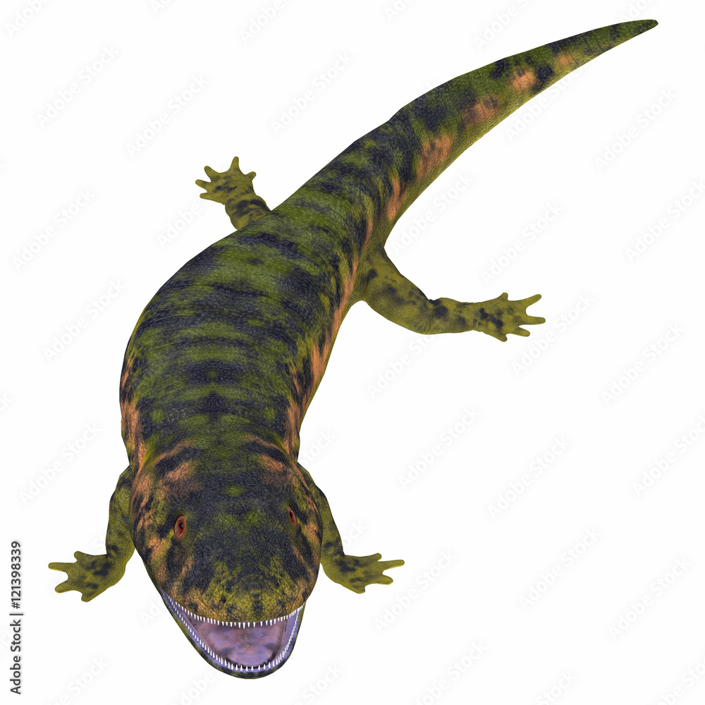 Dendrerpeton Amphibian on White - Dendrerpeton was an extinct genus of ...