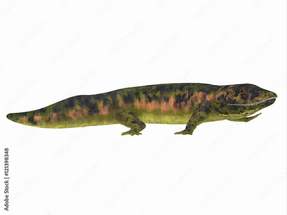 Dendrerpeton Amphibian Side View - Dendrerpeton was an extinct genus of ...
