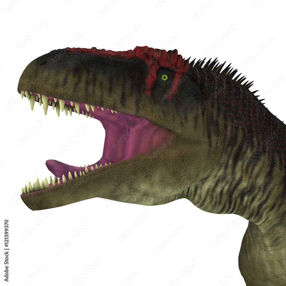 Tyrannotitan Dinosaur Head - Tyrannotitan was a carnivorous theropod ...