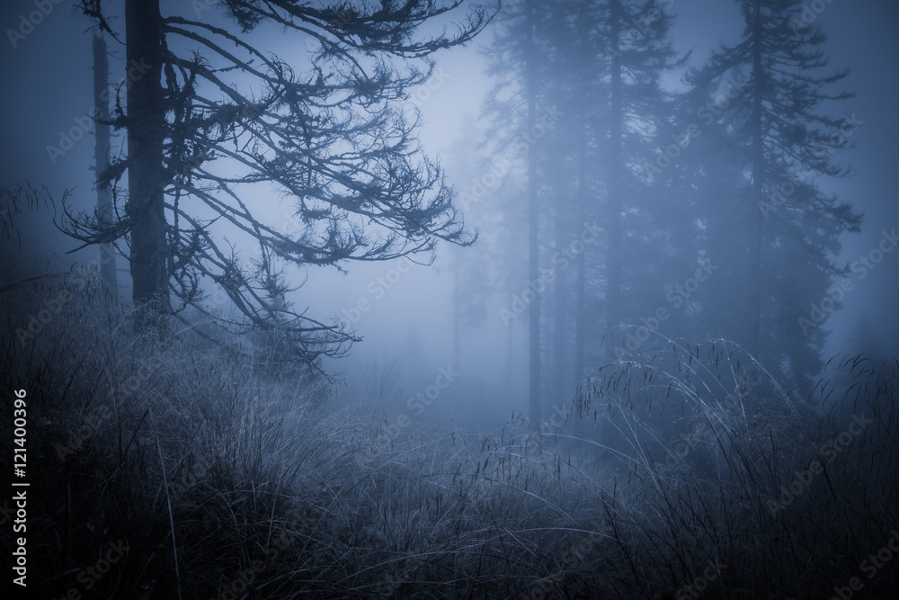 Spooky misty rainy forest, located in Transylvania, Romania, Halloween ...