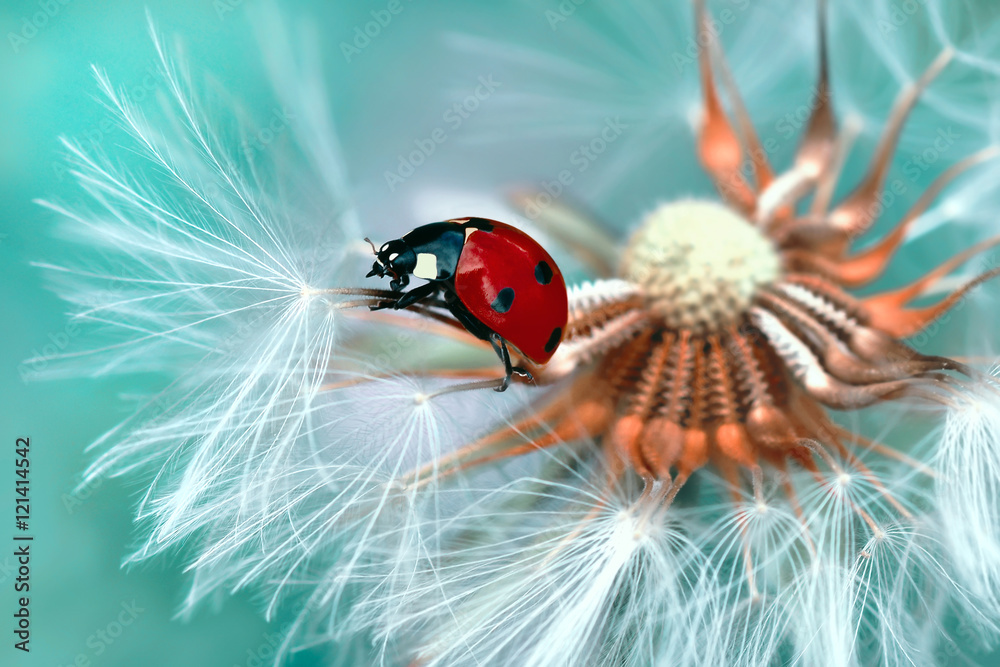 Ladybug Stock Photo | Adobe Stock