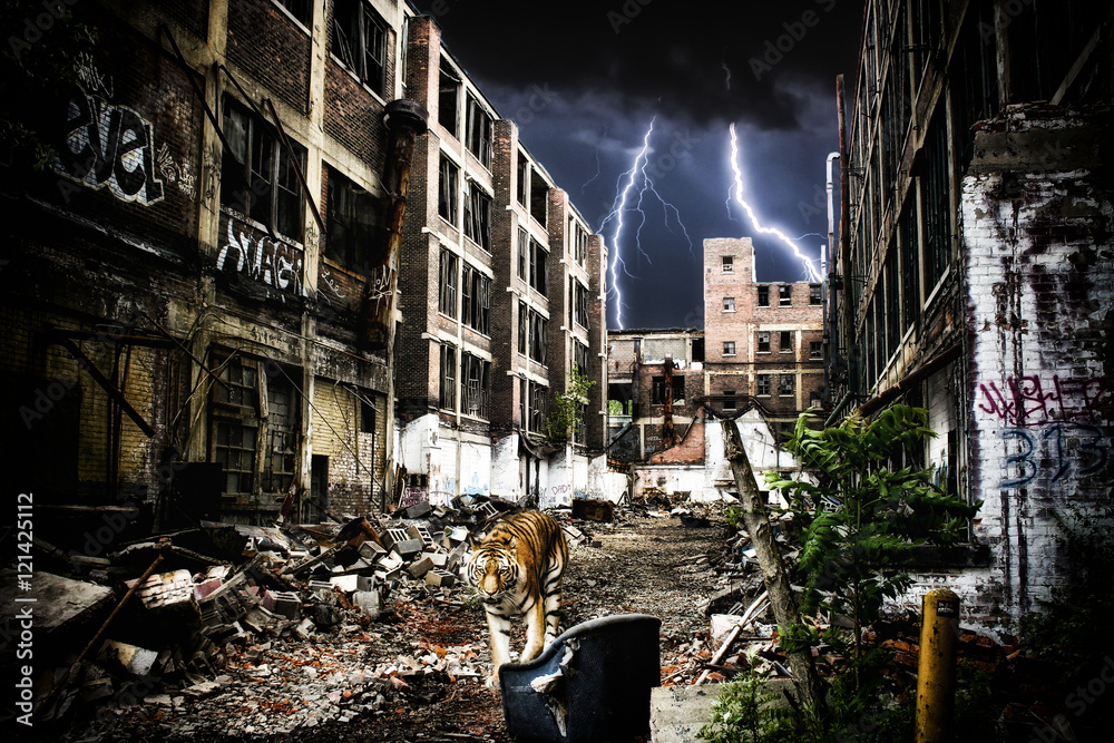 Urban Tiger Apocalypse. A tiger walking through urban ruins in a post ...
