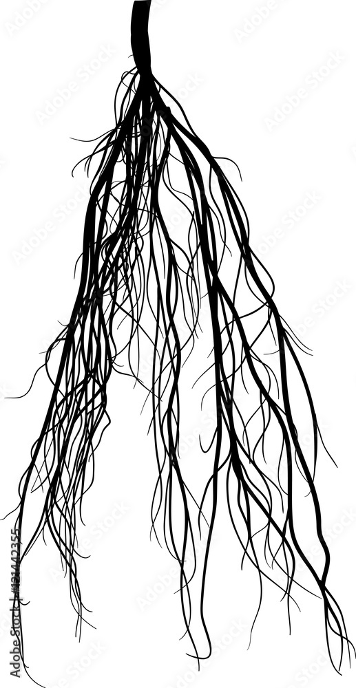 matted root black silhouette isolated on white Stock Vector | Adobe Stock