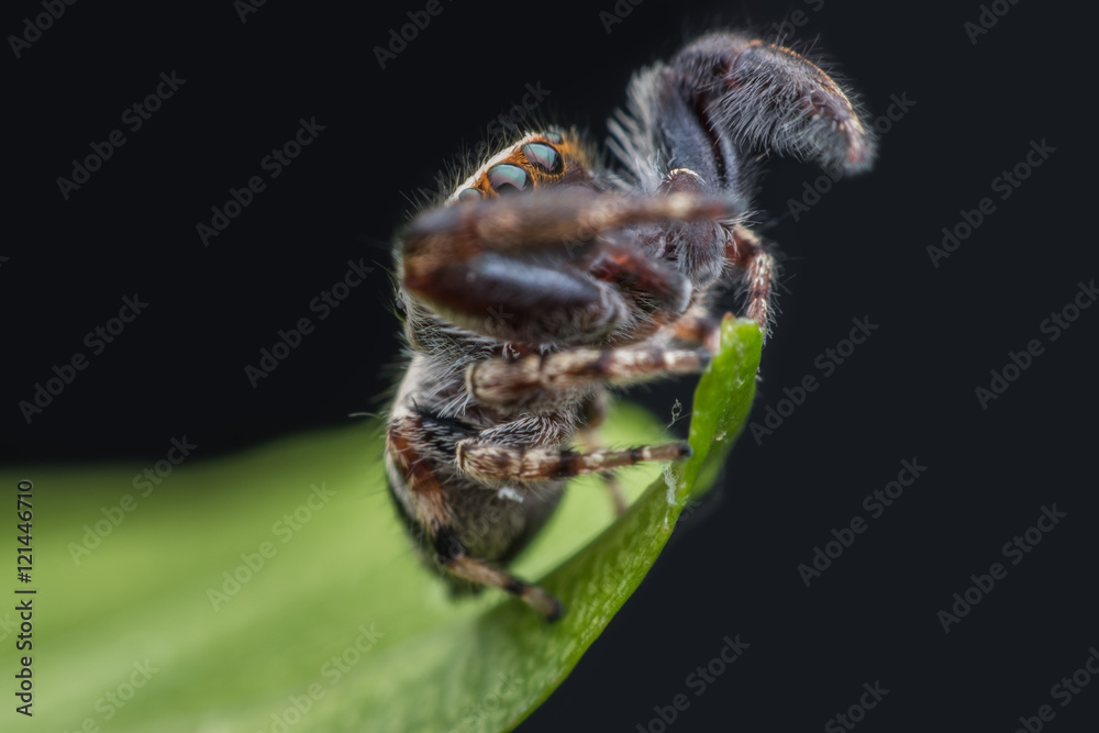 Jumping spider being about to jump Stock Photo | Adobe Stock